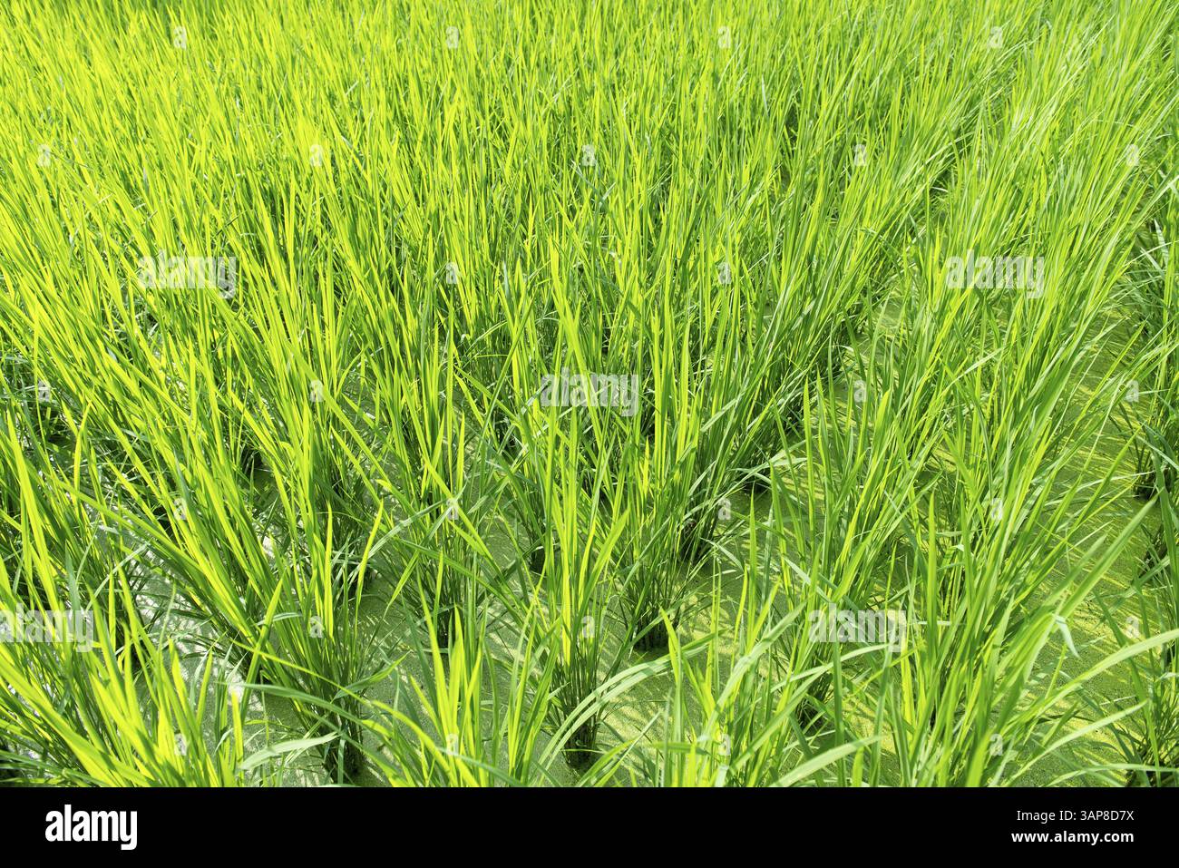 Green rice field background with young rice plants, South Korea, Asia ...