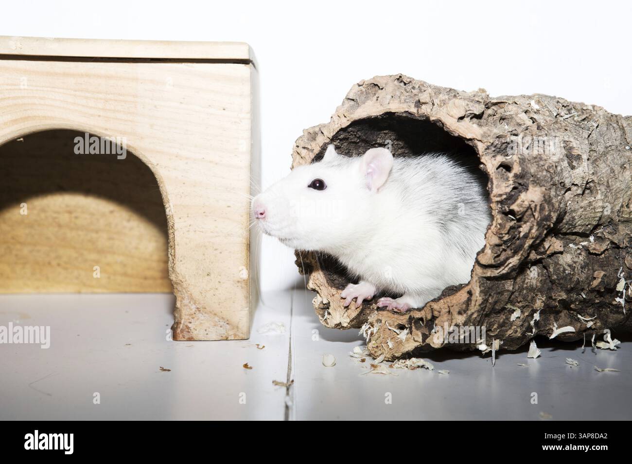A small pet rat looks out of a tree stump hollow Stock Photo - Alamy