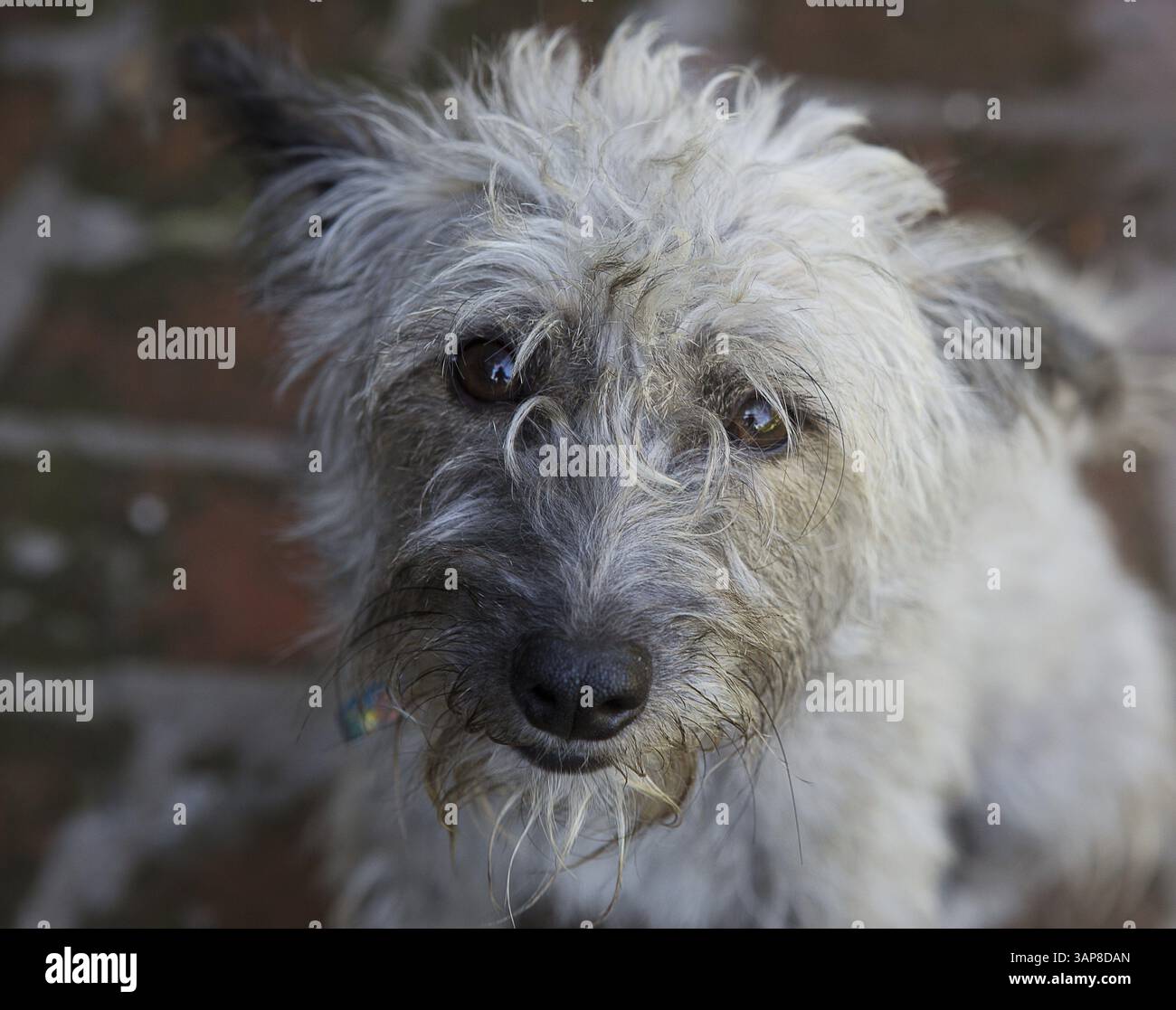 Dog's eye view of a street dog in Buenos Aires, Argentina 2016 Stock ...