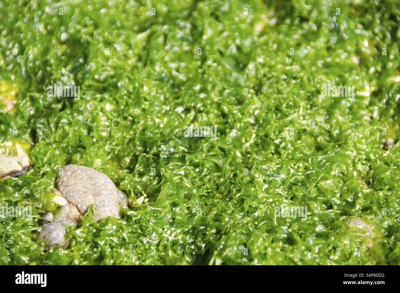 Green algae background on the rocky surface of a tidal flat in Japan ...