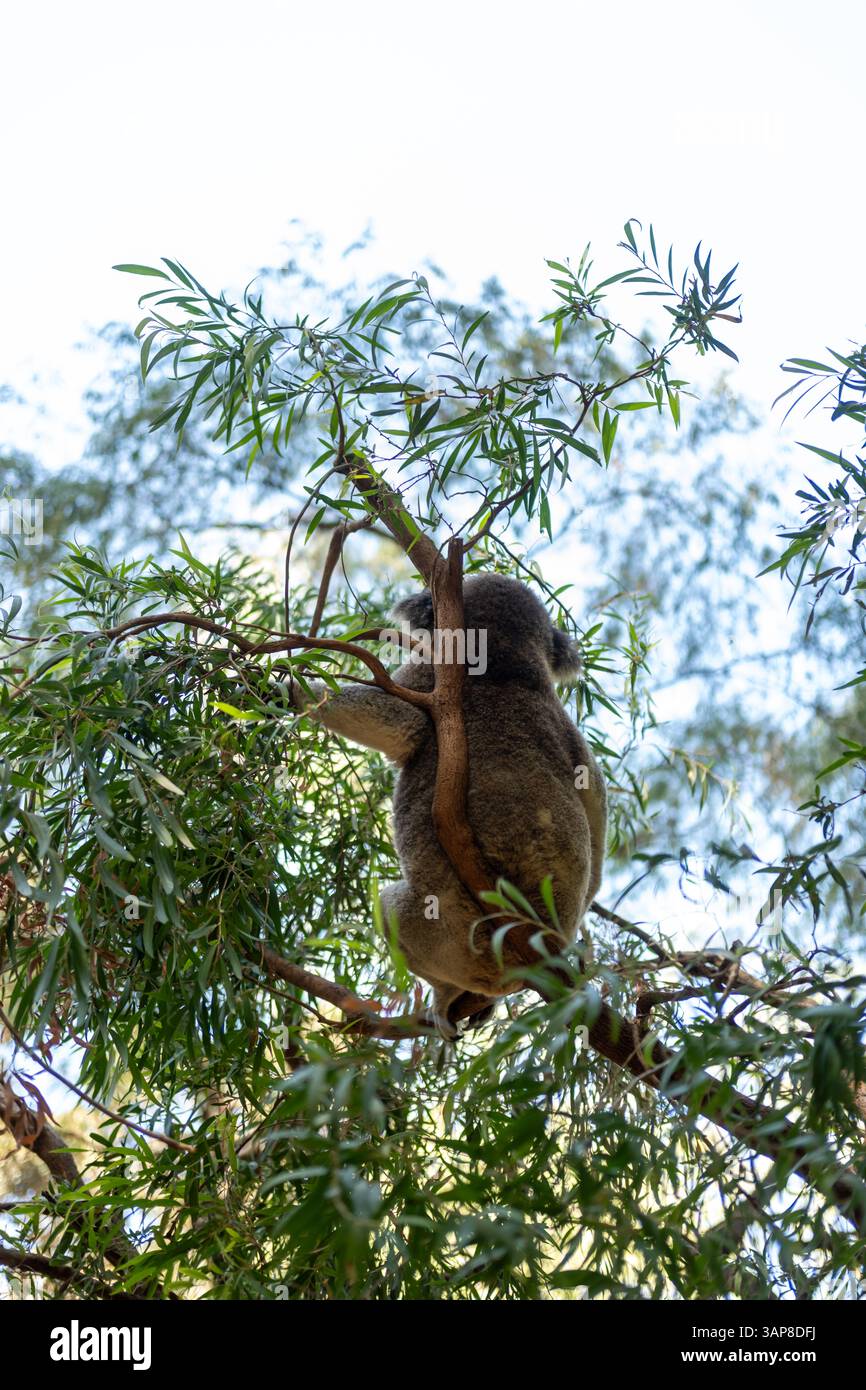 Koala, an arboreal herbivorous marsupial native to Australia, sleeping ...
