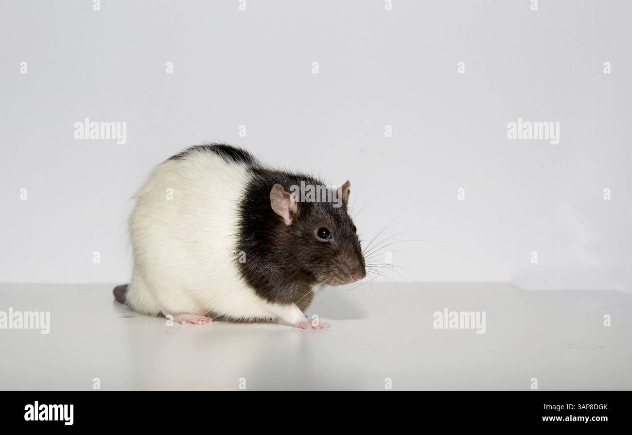 A male pet rat Stock Photo - Alamy