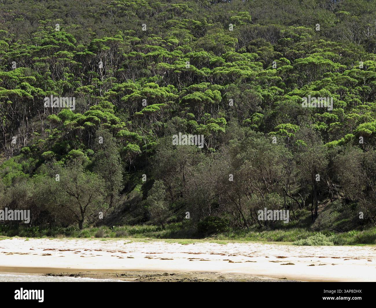 Coastal eucalyptus forest with bright green trees in front of dark ...
