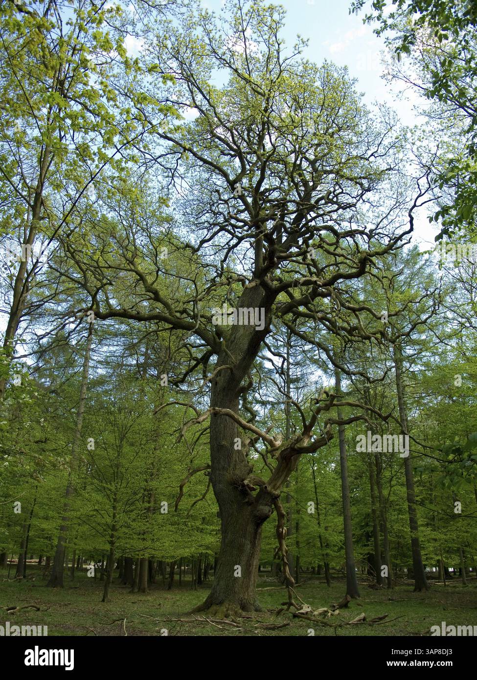 Big old oak tree in a forest in spring, Denmark, Europe Stock Photo - Alamy