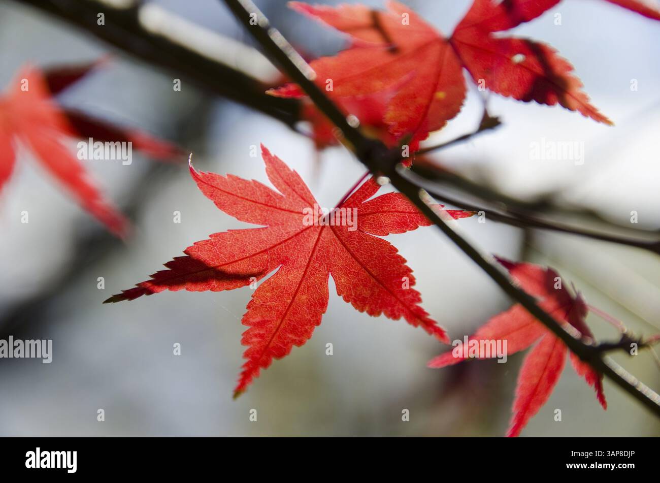 A branch of yellow red leaves of japanese maple in backlight, in front ...