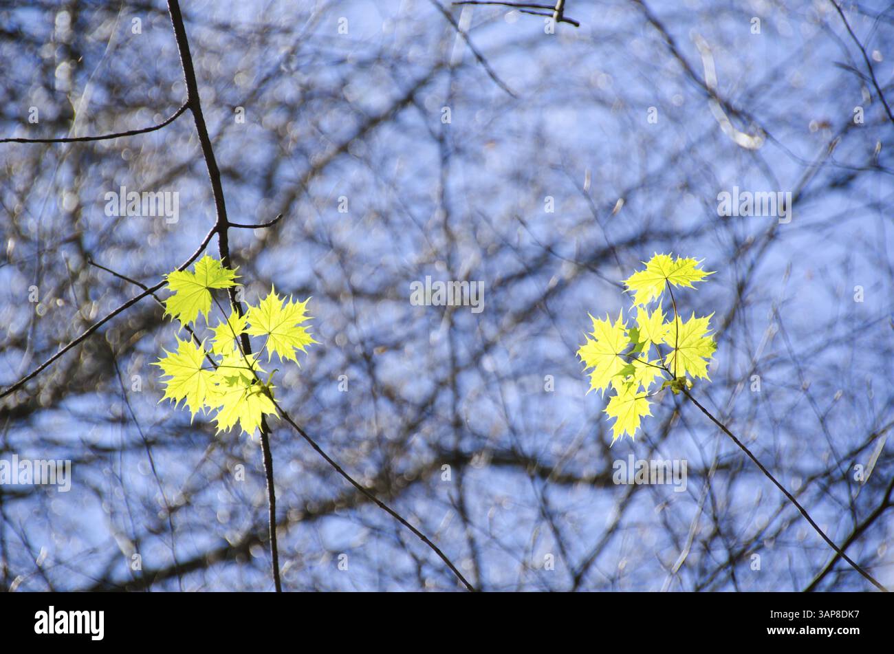 Sycamore maple, Acer pseudoplatanus, seen from below in spring, Denmark ...