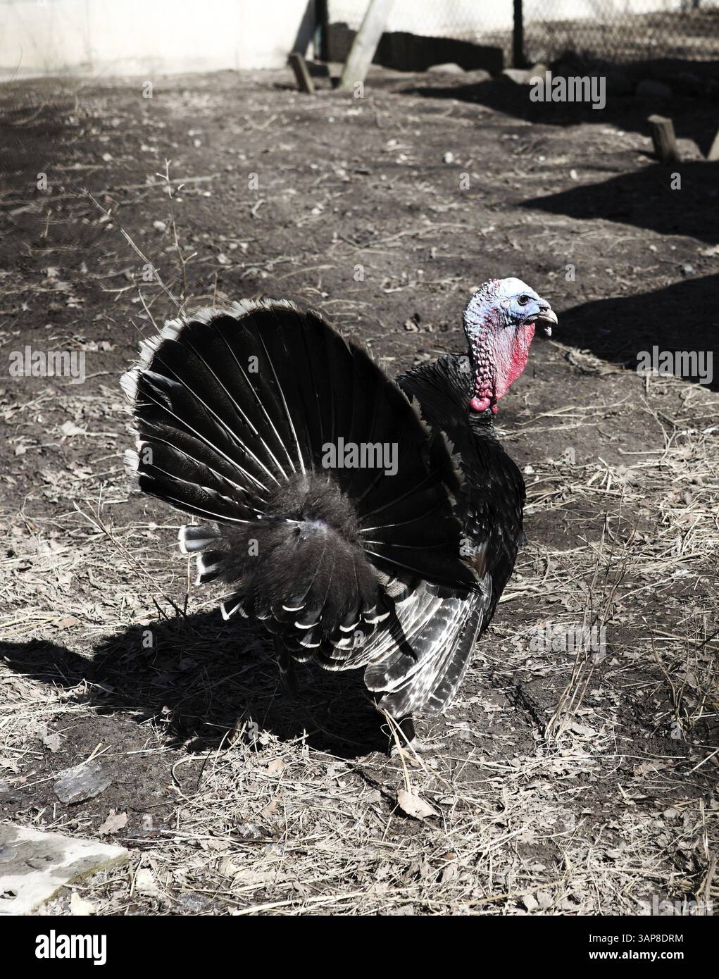 Turkey in its enclosure Stock Photo - Alamy