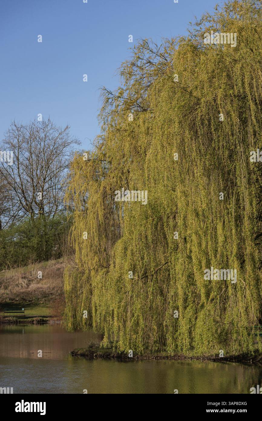 Lush green willow trees towering over a body of water in spring ...