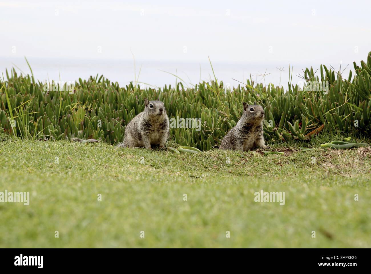 Two grey squirrels in front of their burrow in a meadow in San Diego ...