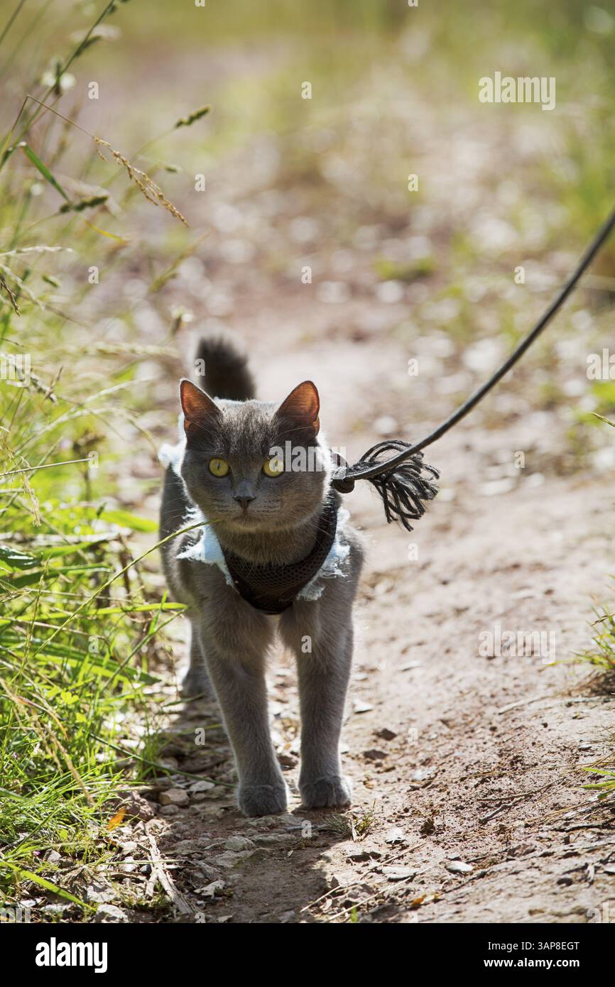 Domestic cat on lead hi-res stock photography and images - Alamy