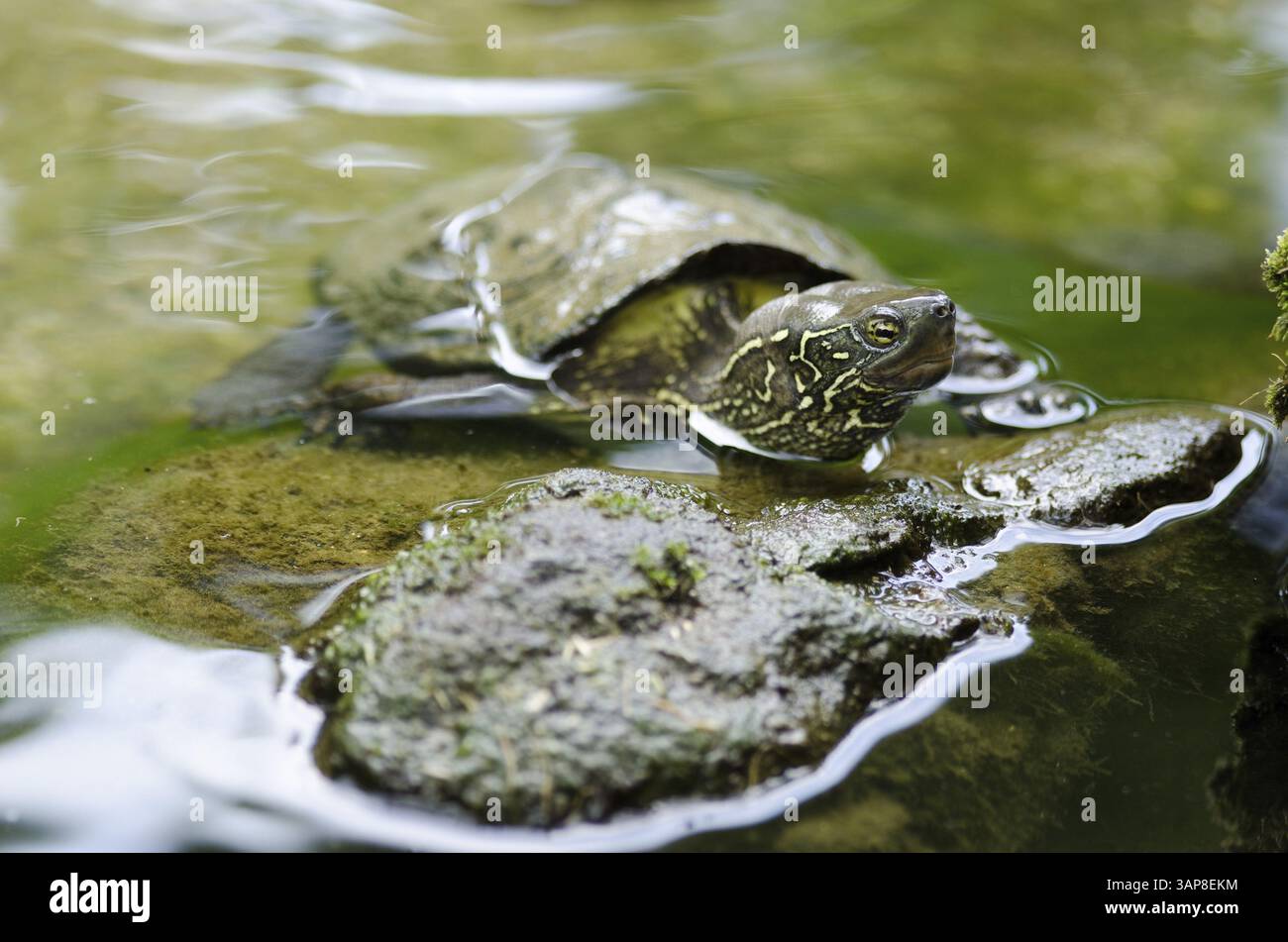 Chinese pond turtle sitting on a stone in water, Mauremys reevesii, an ...