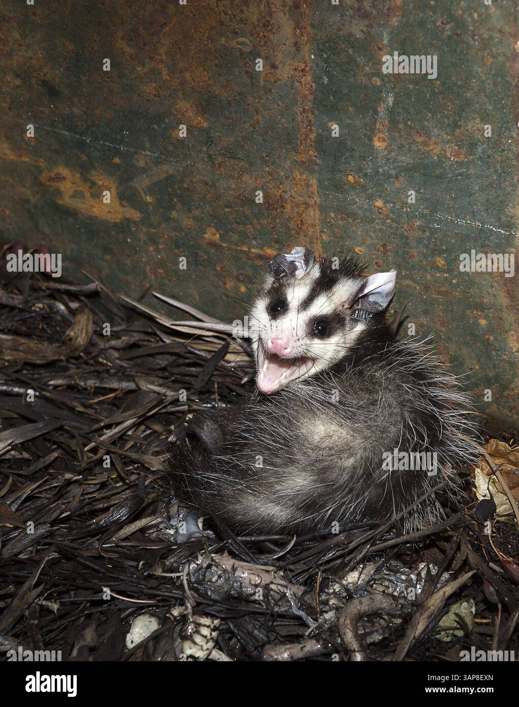 An Argentinian opossum in its nest, 2016 Stock Photo - Alamy
