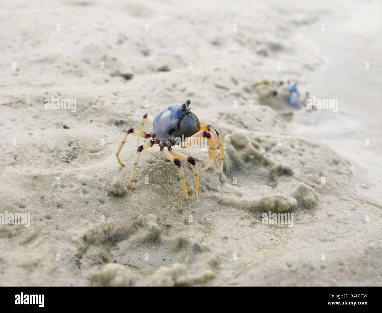 Mictyris longicarpus, soldier crab on a beach in australia, Australia ...