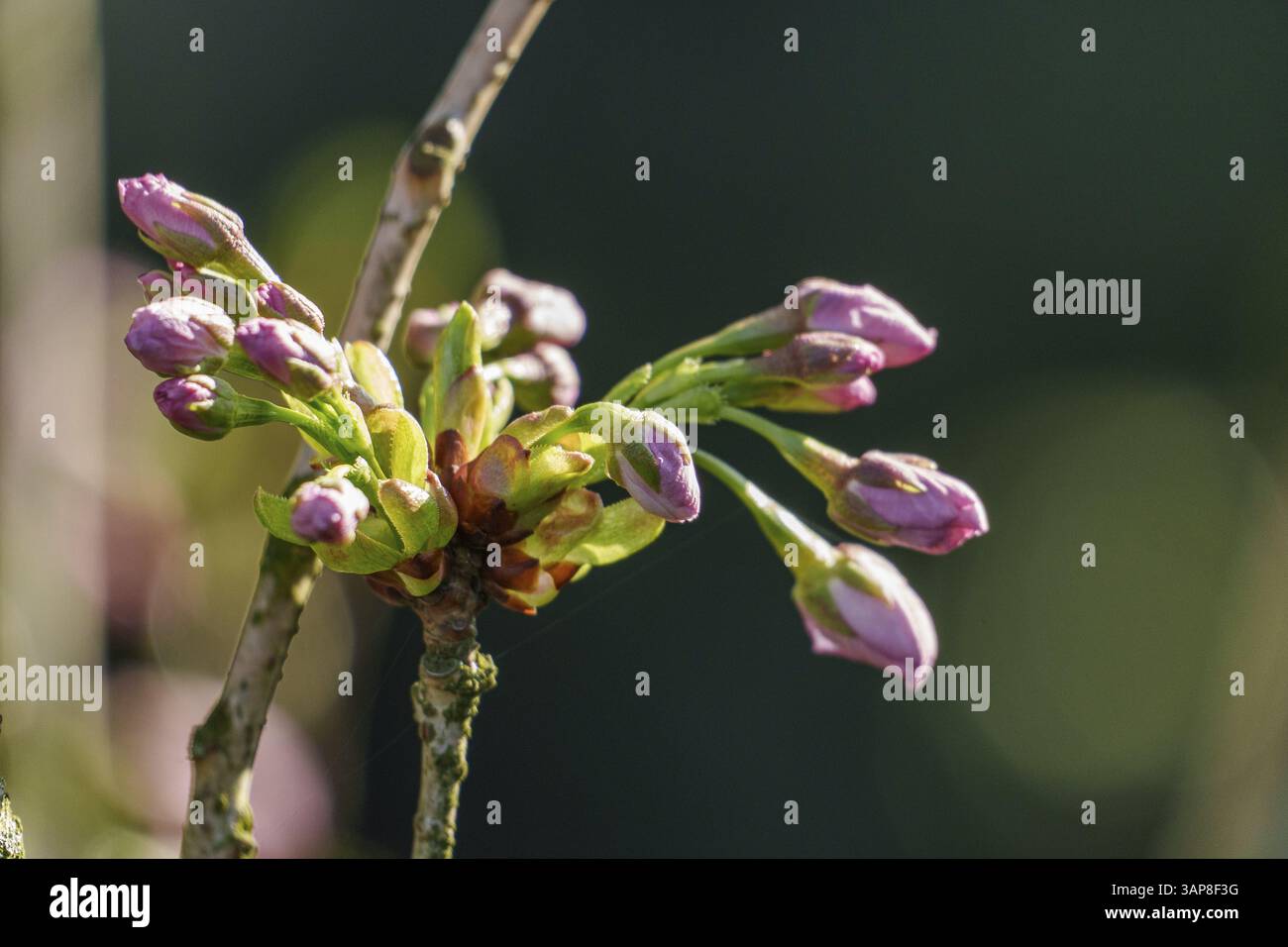 Cherry blossom buds with pink flowers opening against a green ...