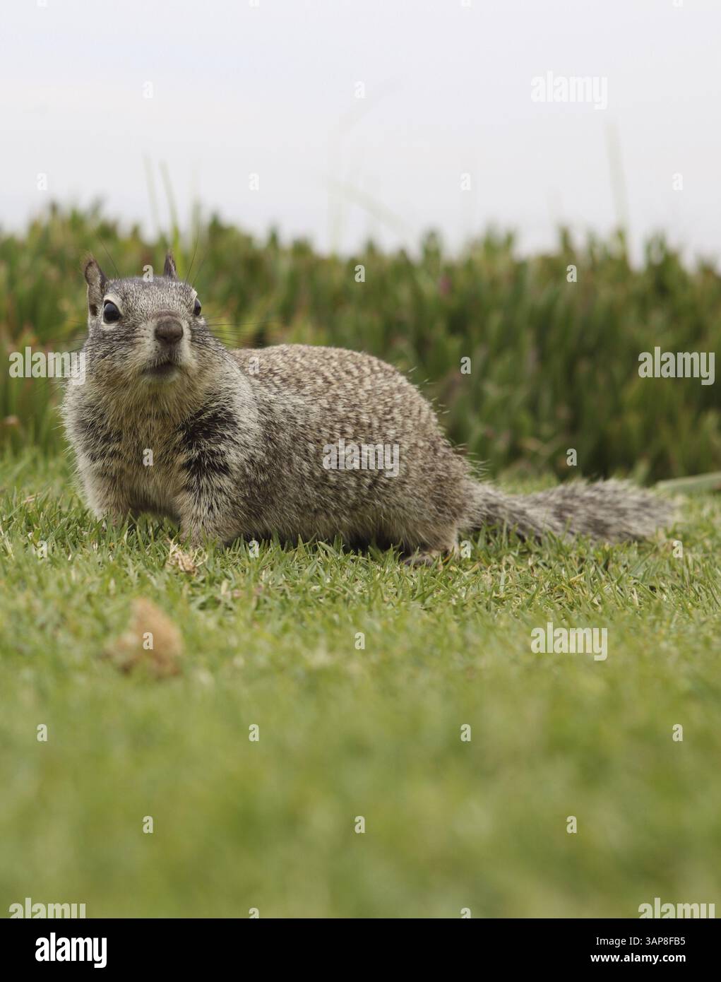 Grey squirrel protects its own burrow in the wild Stock Photo - Alamy