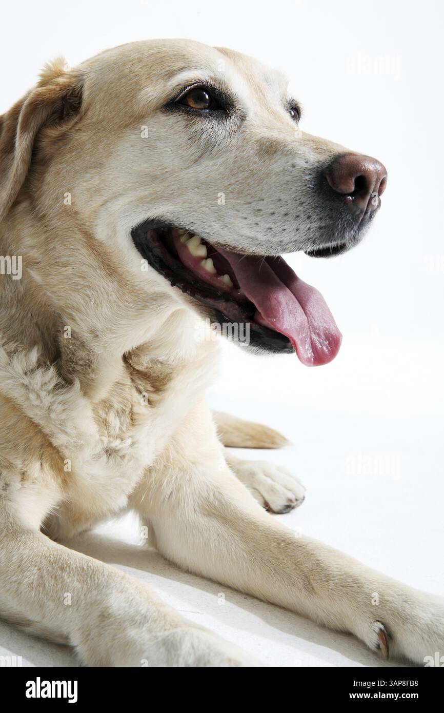Blonde Labrador in the studio Stock Photo - Alamy