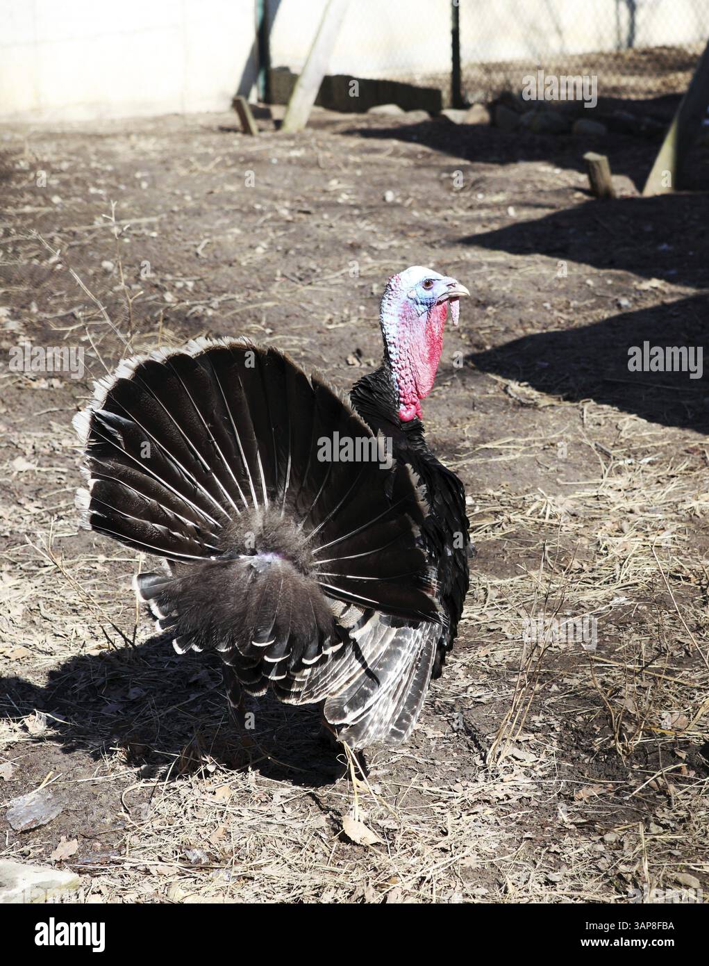 Turkey in its enclosure Stock Photo - Alamy