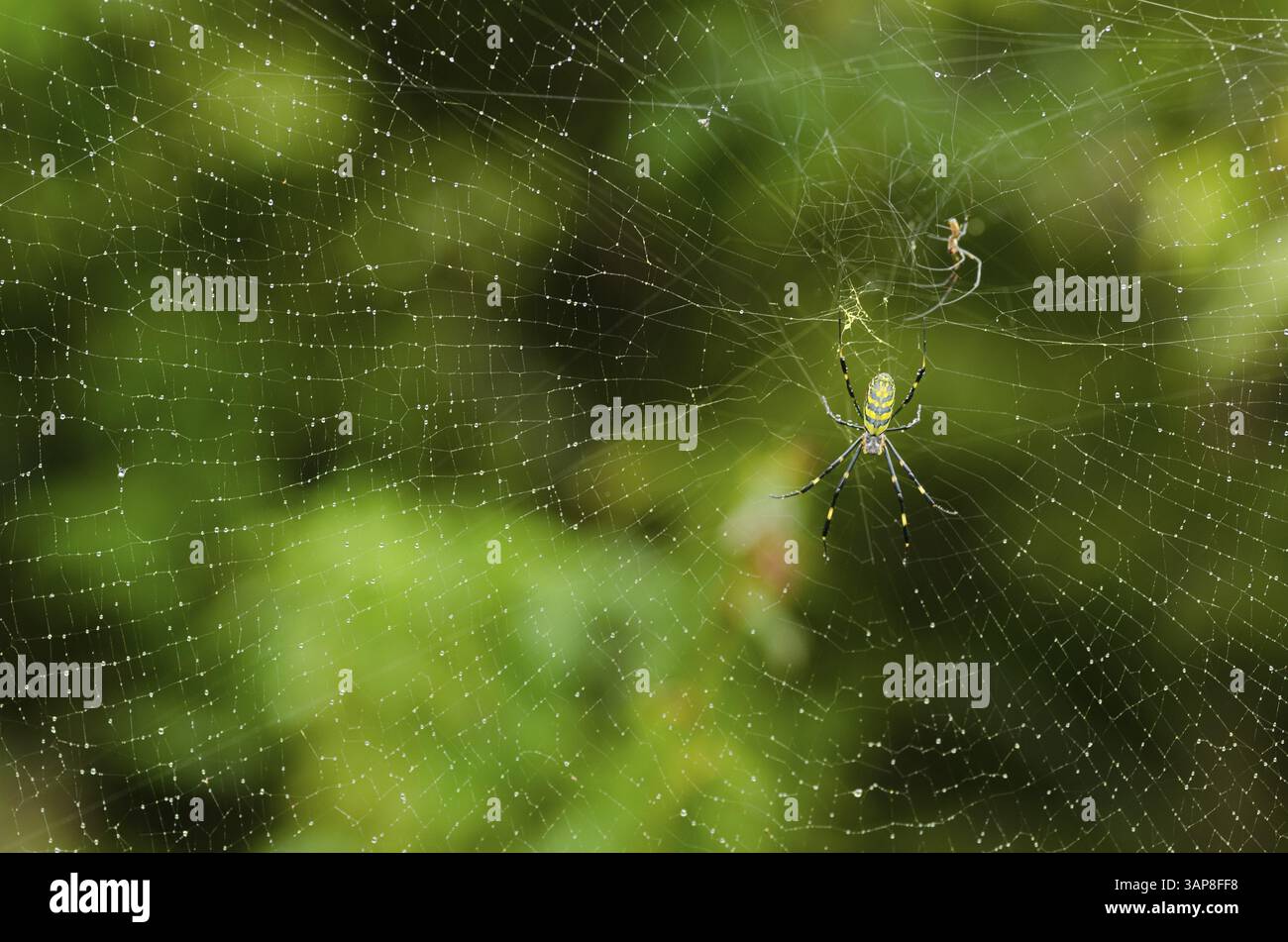 Female and male of a Golden silk orb-weaver, Trichonephila clavata on ...