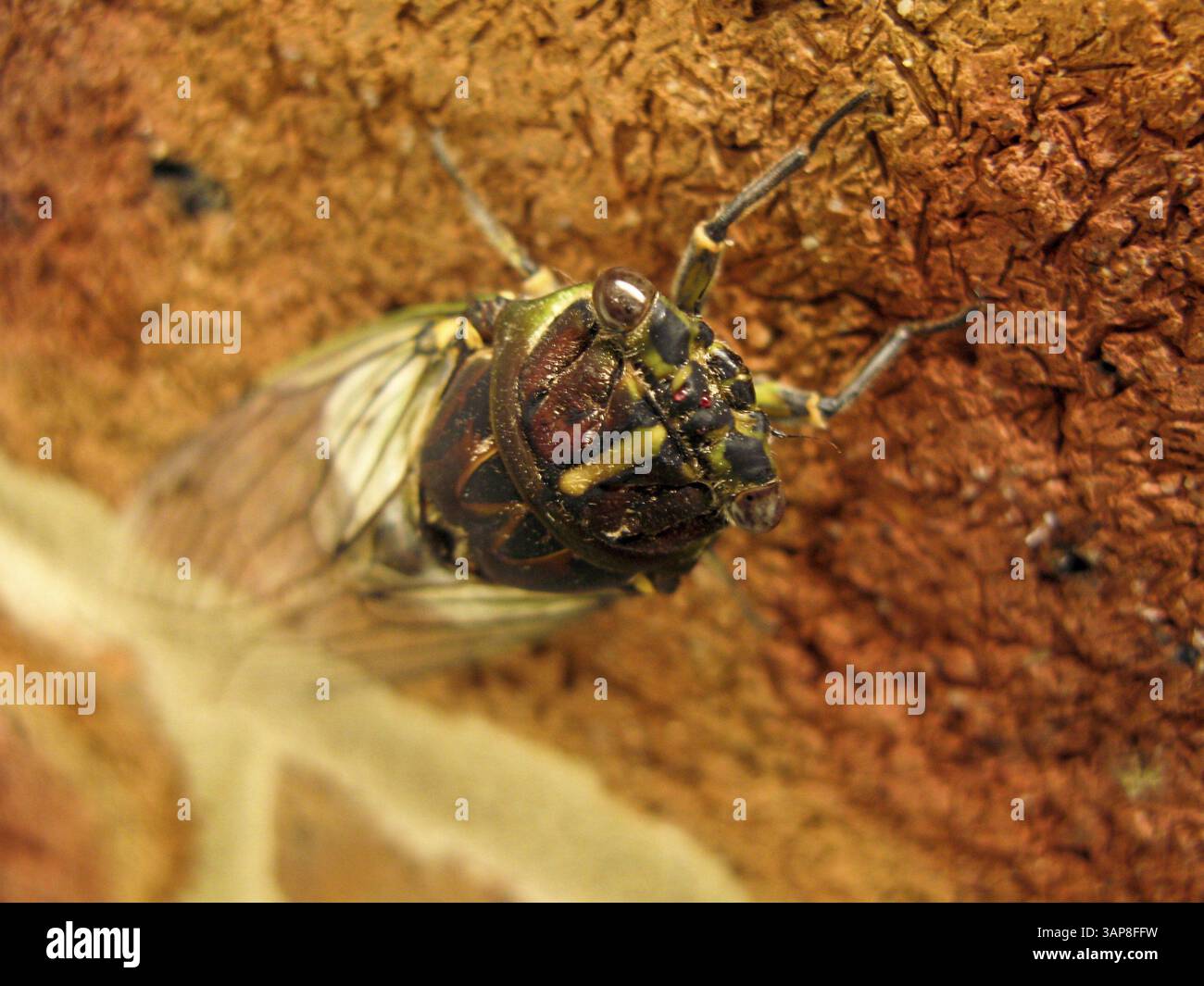 Brown cicada sitting on a wall in australia, Australia, Oceania Stock ...