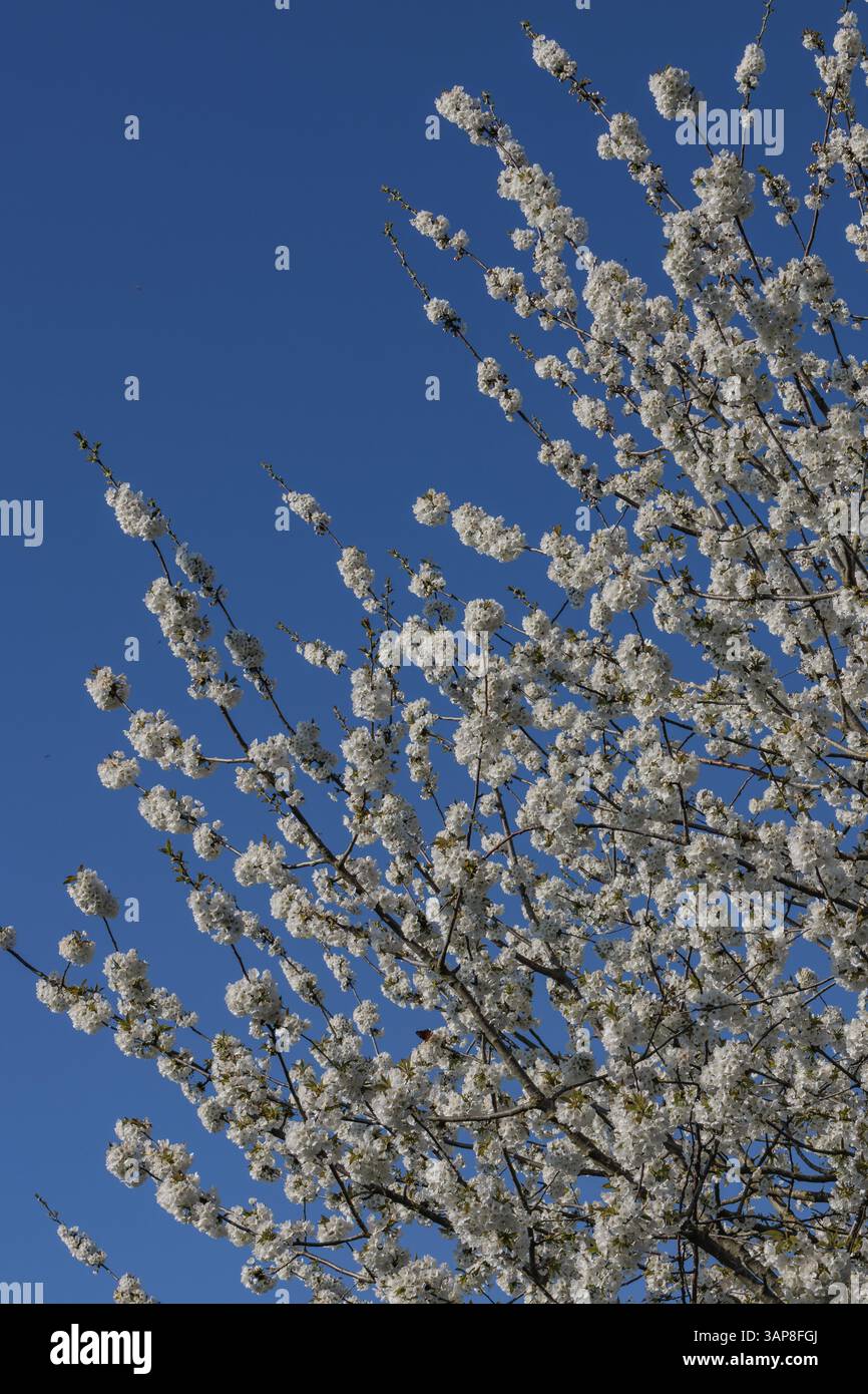 White cherry blossom branches reaching up into a clear blue sky, Borken ...