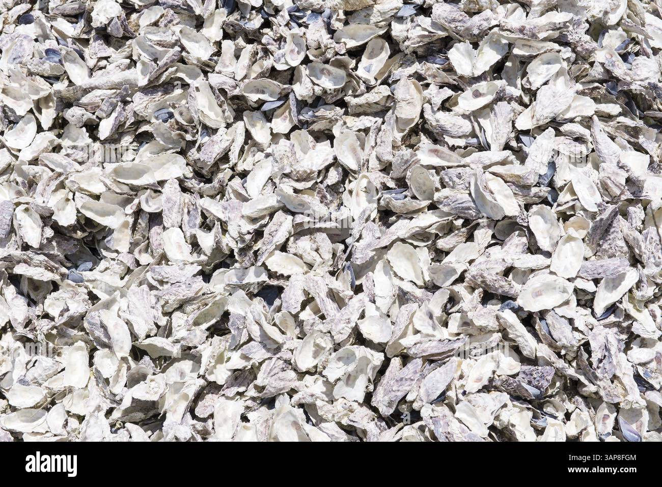 Background pattern of loads of empty oyster shells in sun light, South ...