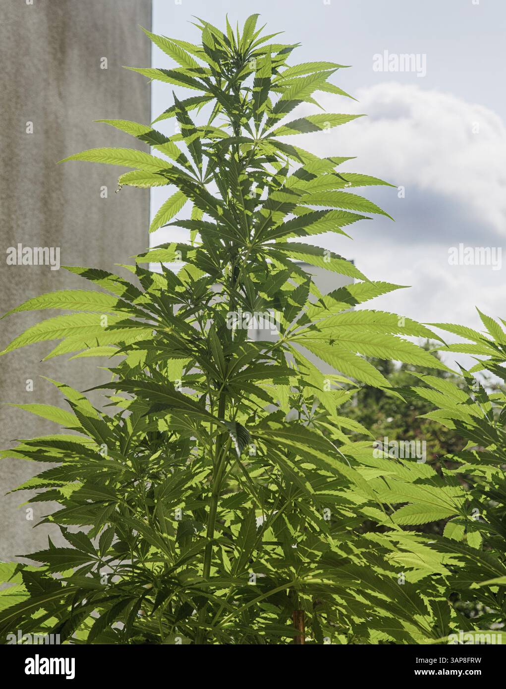 Weed plant agricultural crops hi-res stock photography and images - Alamy