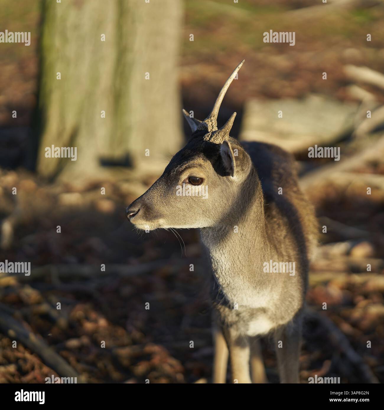 Young fallow buck (Dama Dama Stock Photo - Alamy