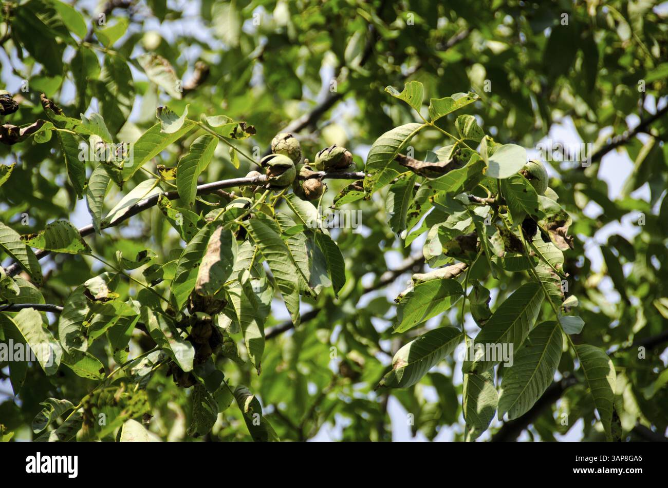 Walnut branch with ripe fruit, Juglans regia, Germany, Europe Stock ...