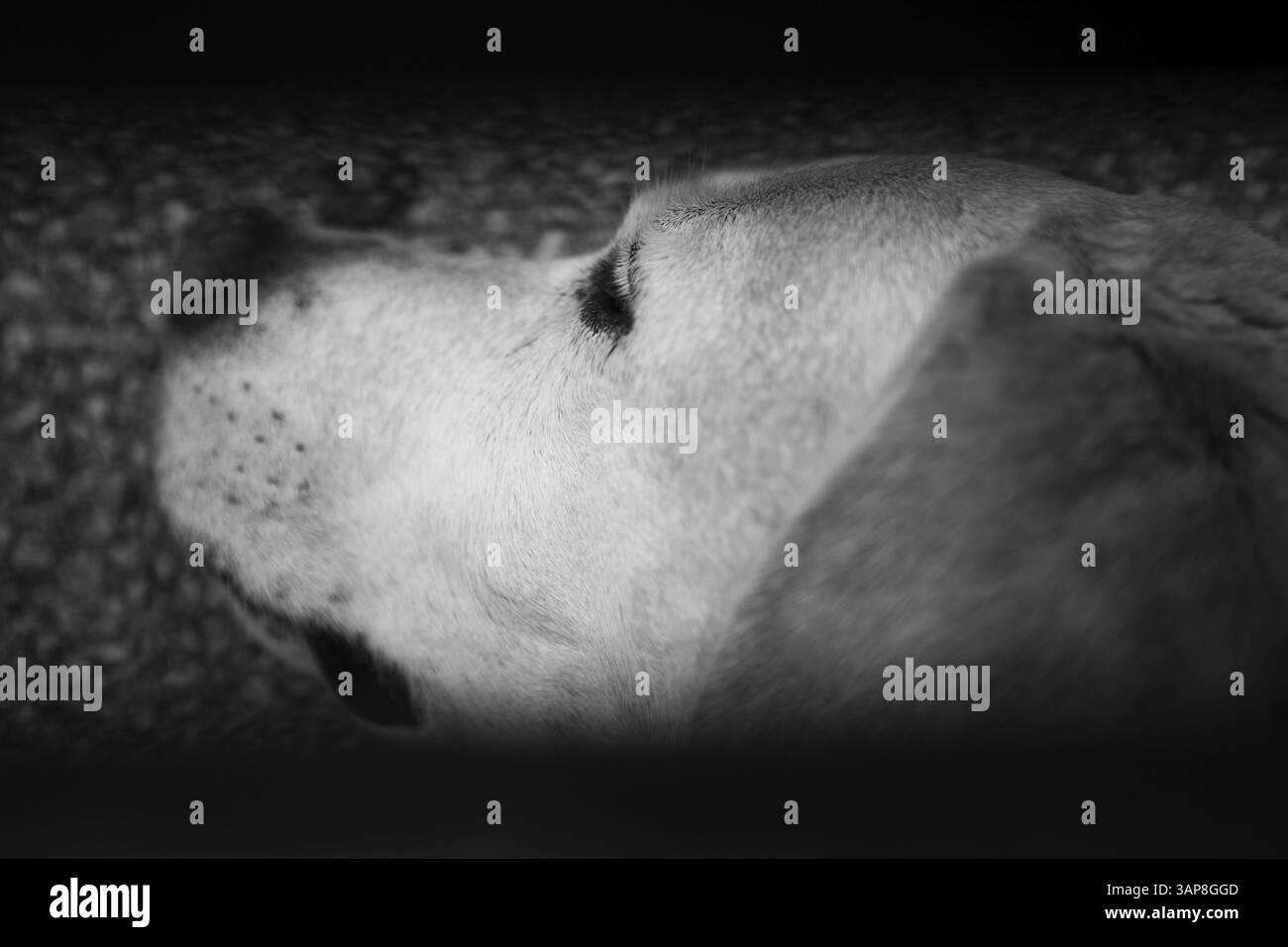 Dog under park bench Black and White Stock Photos & Images - Alamy