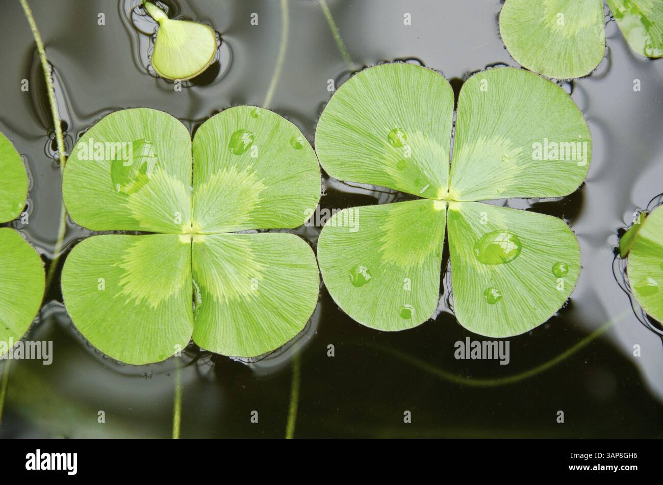 Water clover, Marsilea mutica, with four clover like leaves on water ...