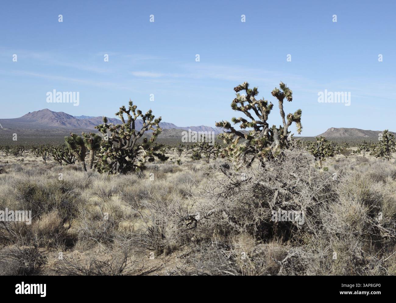 Cacti in the California desert Stock Photo - Alamy