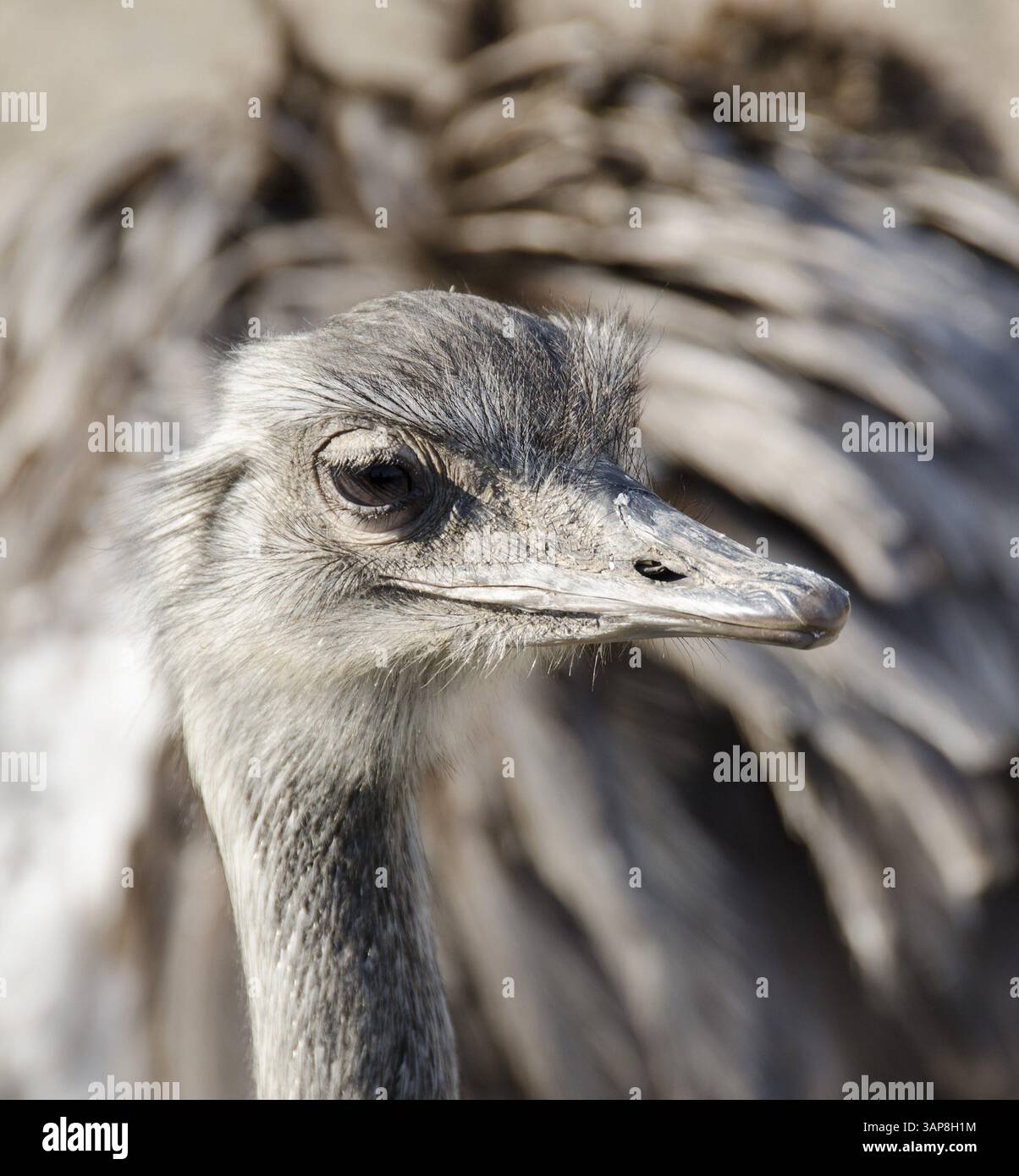Greater rhea running hi-res stock photography and images - Alamy