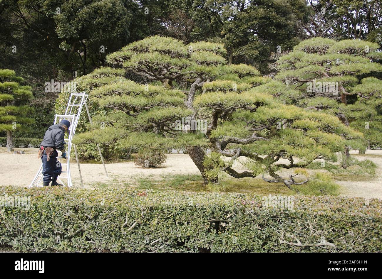 Pruning of pine trees by a gardener in a Japanese Garden in Japan, Ise ...