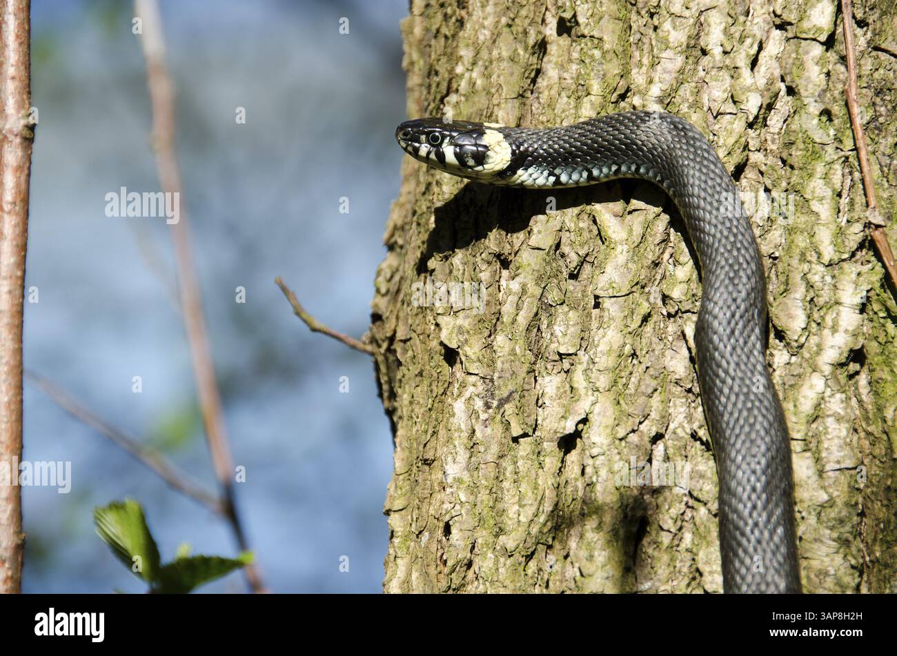 Snakes climbing hi-res stock photography and images - Alamy