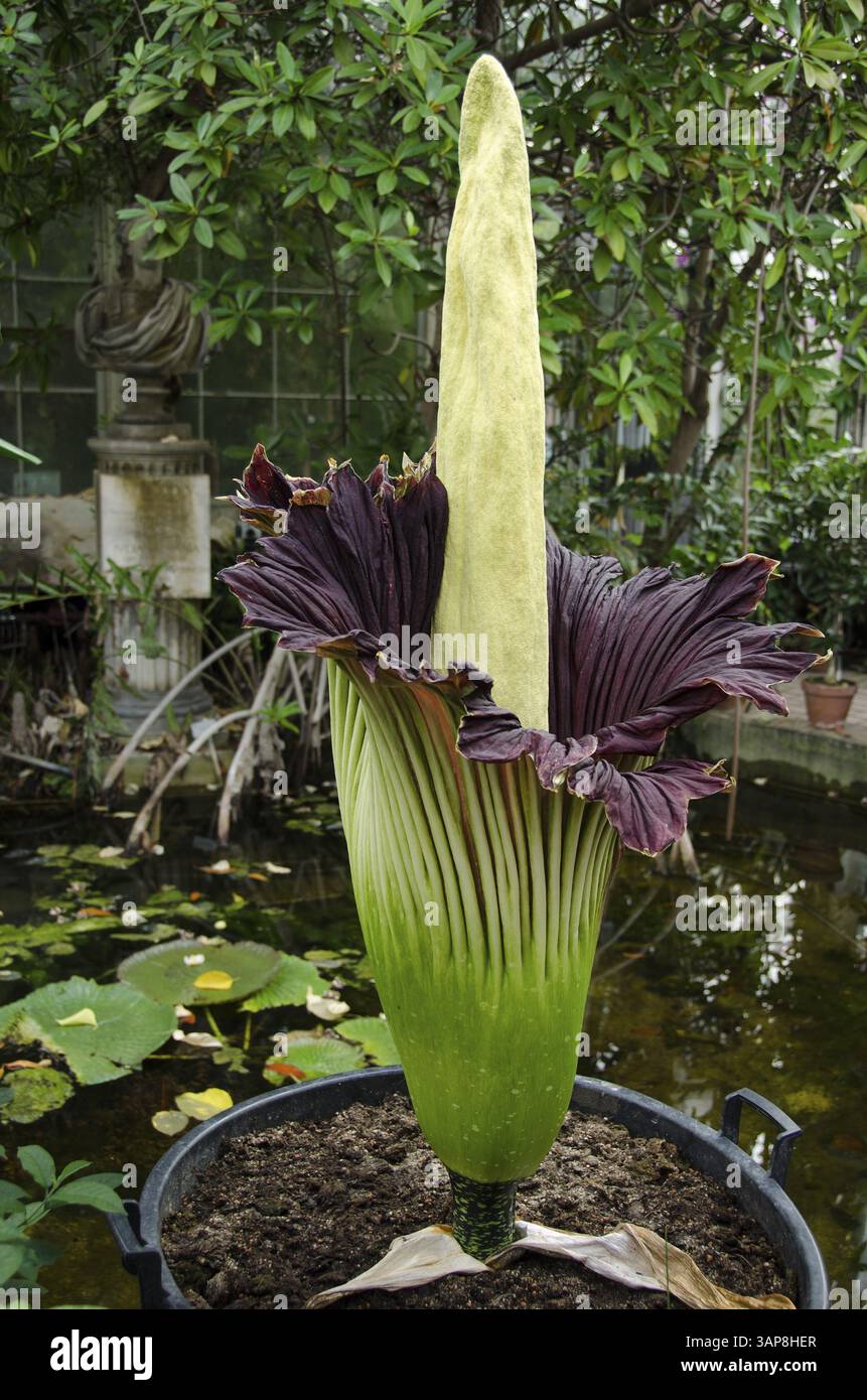 Amorphophallus titanum known as the titan arum or corpse flower, is a ...