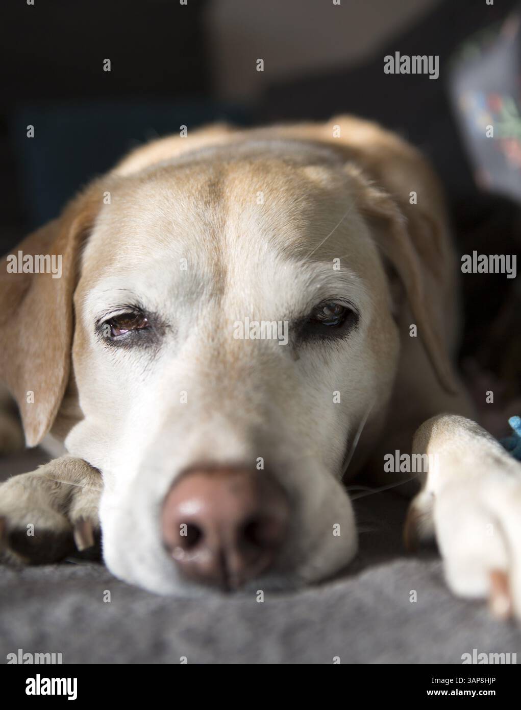 Labrador on a sofa hi-res stock photography and images - Alamy