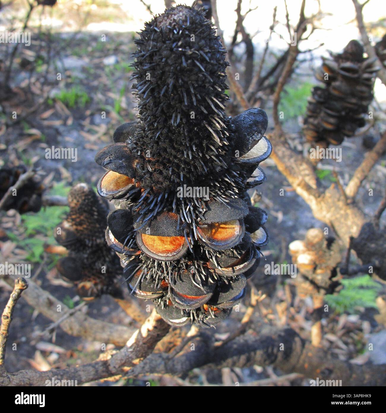 Bushfires australia indigenous hi-res stock photography and images - Alamy