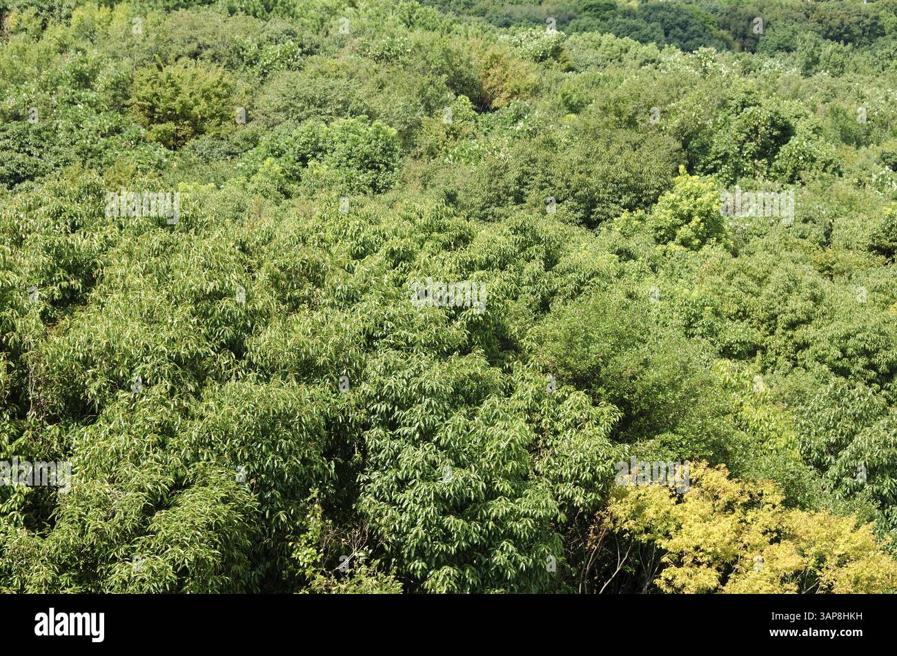 Japanese deciduous forest canopy as seen from above in summer in Osaka ...