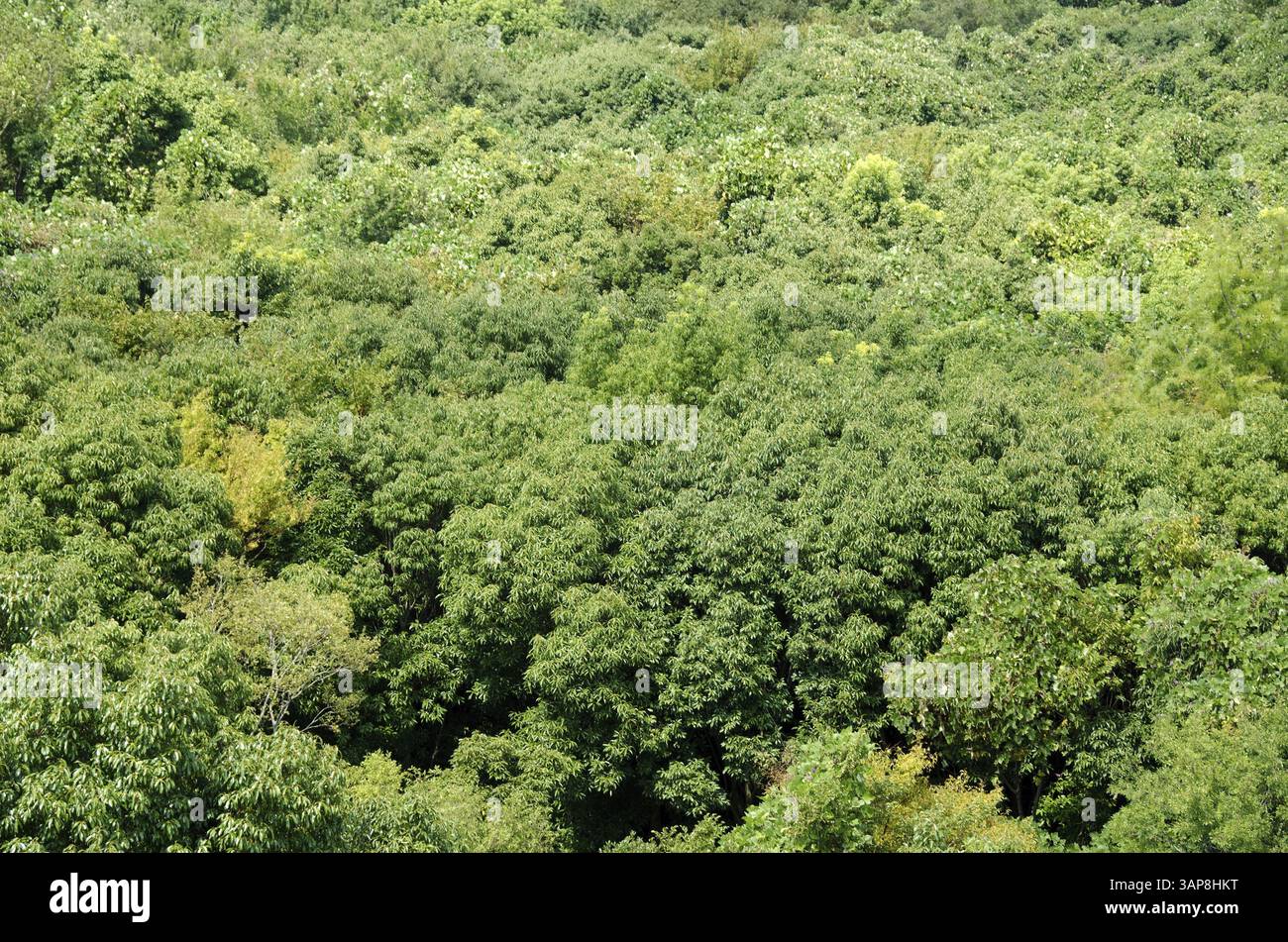 Japanese deciduous forest canopy as seen from above in summer in Osaka ...