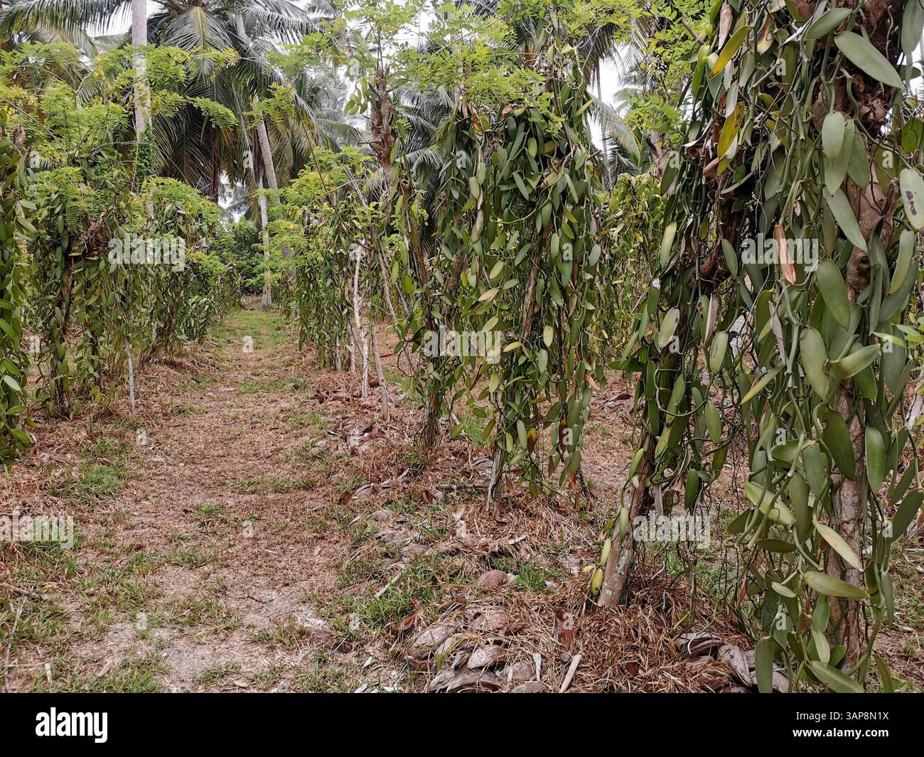 La Digue, Seychelles. 05th Mar, 2025. Vanilla plants grow in a vanilla ...