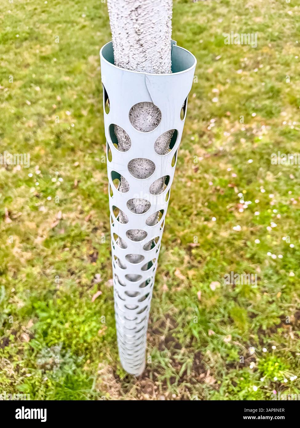 Young tree protected with perforated plastic guard in a grassy field ...