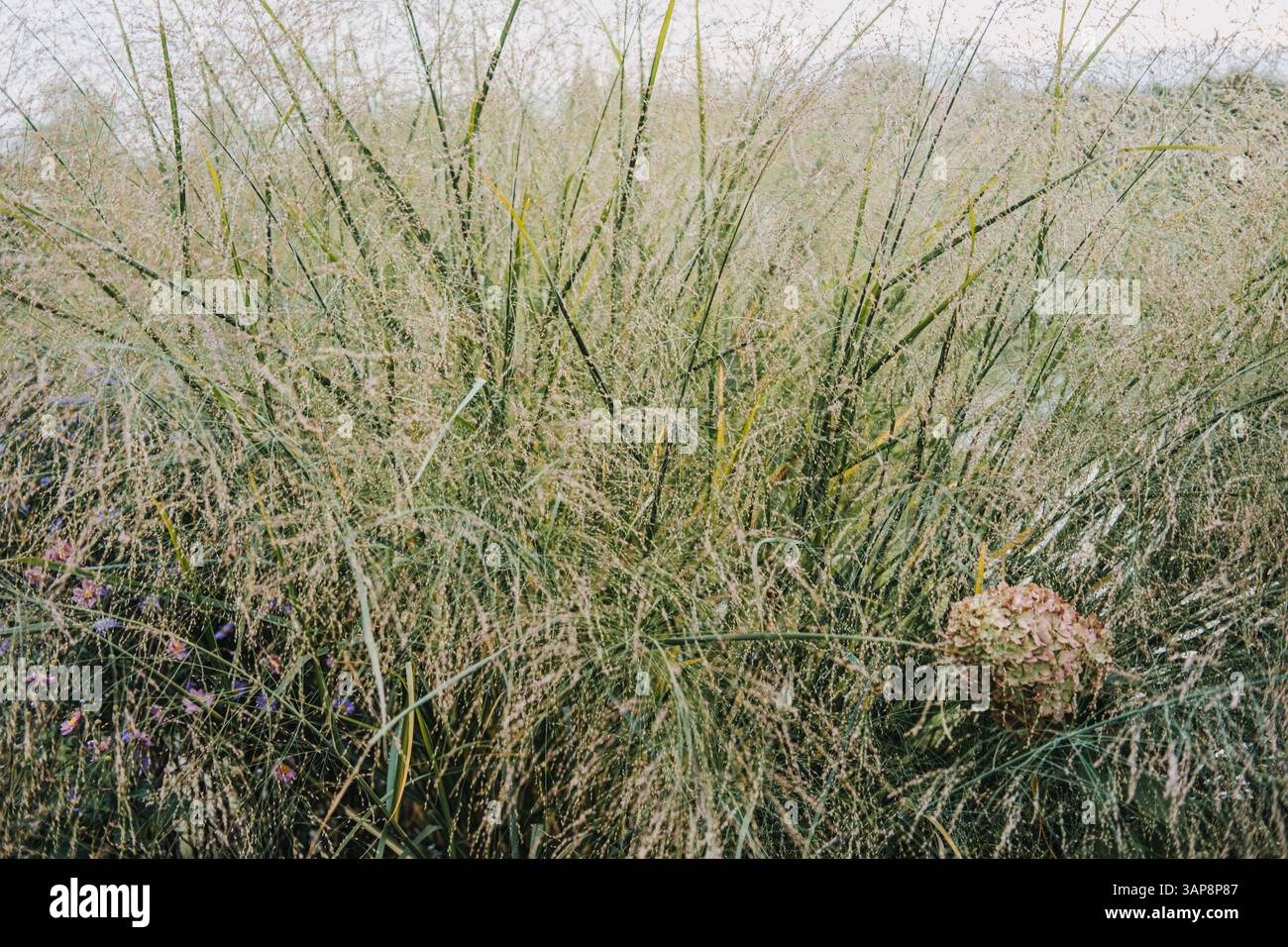 Panicum virgatum also known as switchgrass tall prairie grass and panic ...
