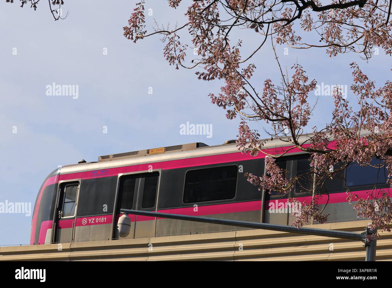 Chinese parasol trees are in full bloom in Beijing, China, 13 April ...