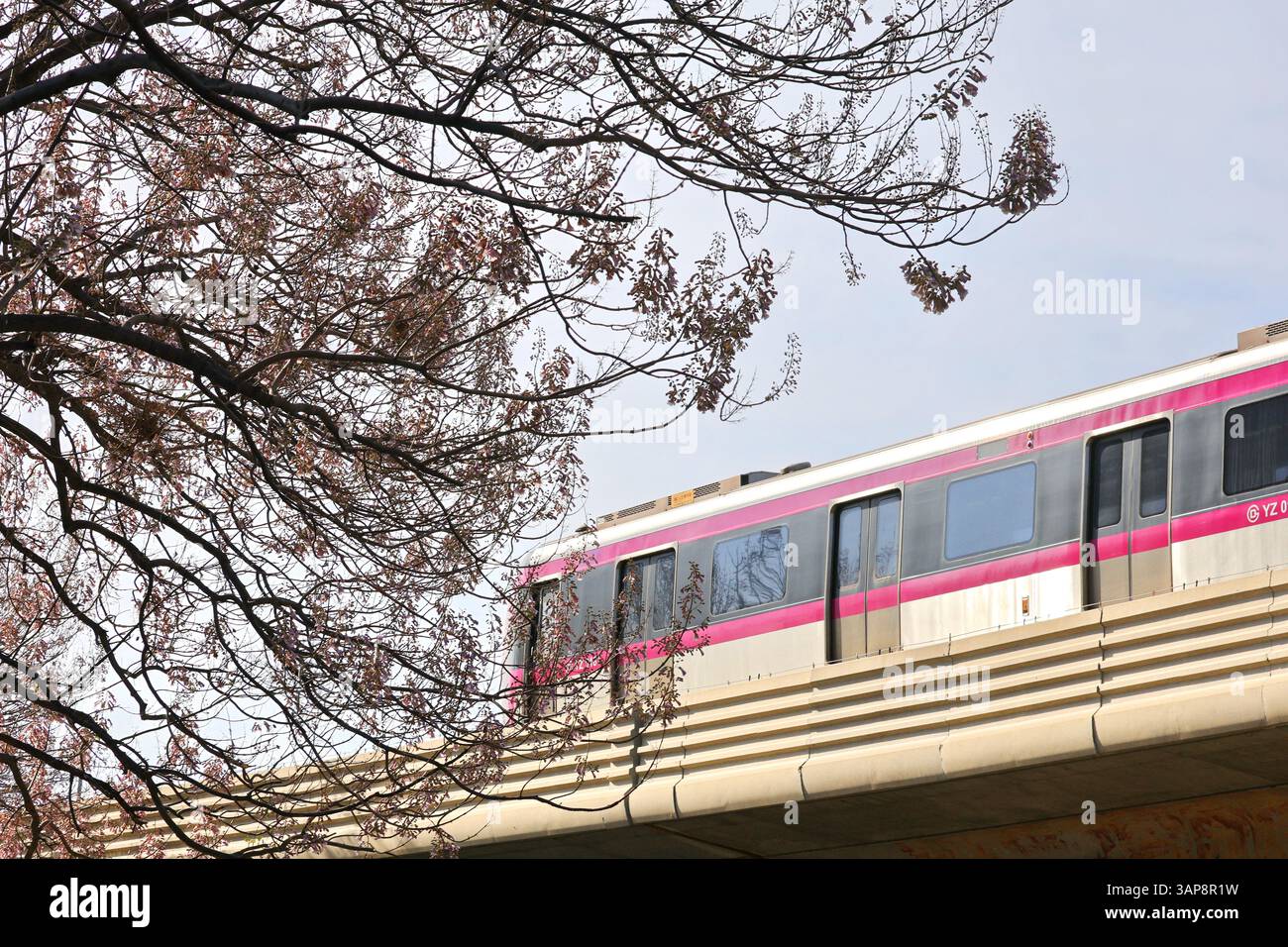 Chinese parasol trees are in full bloom in Beijing, China, 13 April ...