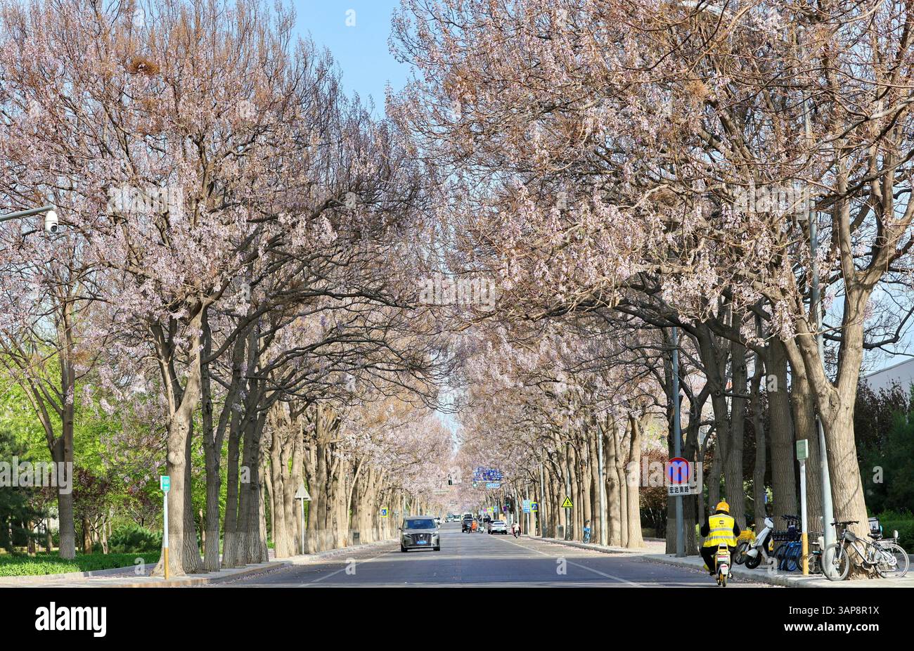 Chinese parasol trees are in full bloom in Beijing, China, 13 April ...