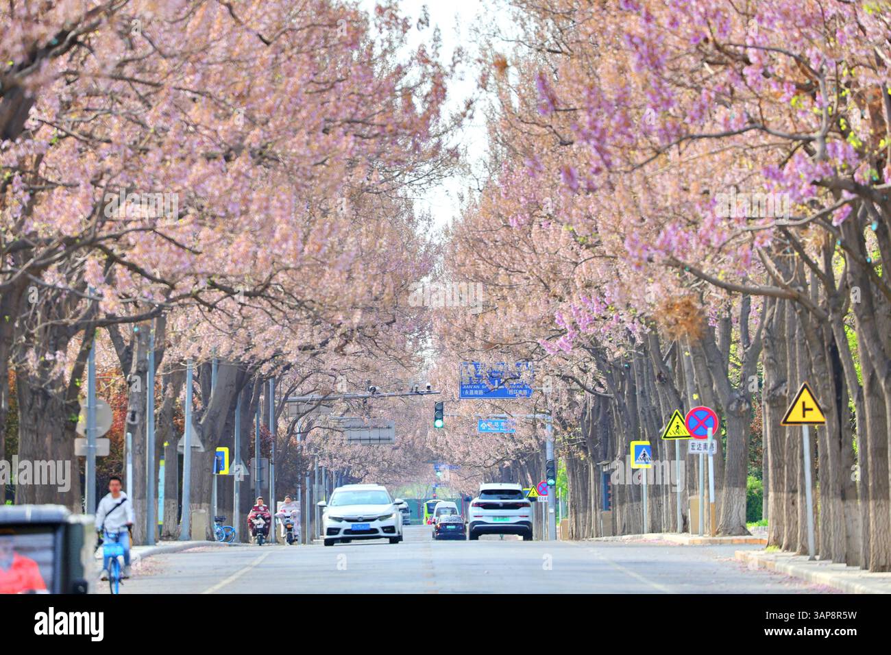 Chinese parasol trees are in full bloom in Beijing, China, 13 April ...