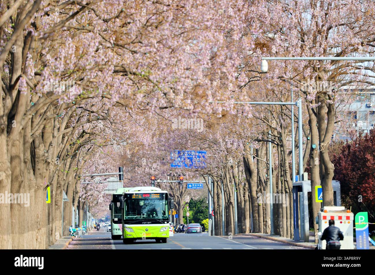 Chinese parasol trees are in full bloom in Beijing, China, 13 April ...