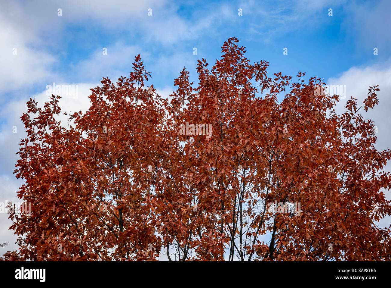 Golden autumn in warsaw hi-res stock photography and images - Alamy