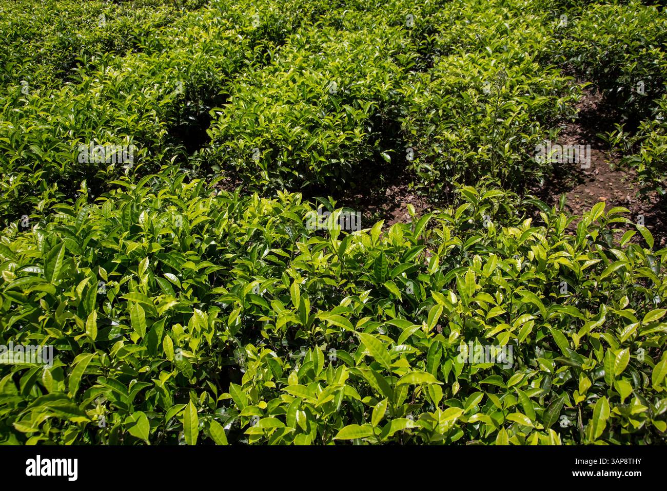 Tea plantations in Uganda, Africa Stock Photo - Alamy