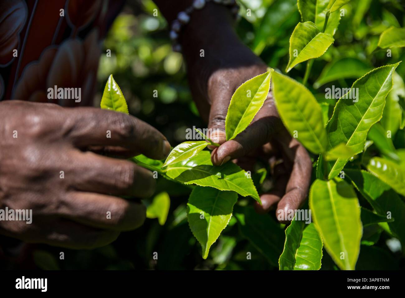 Tea plantations in Uganda, Africa Stock Photo - Alamy